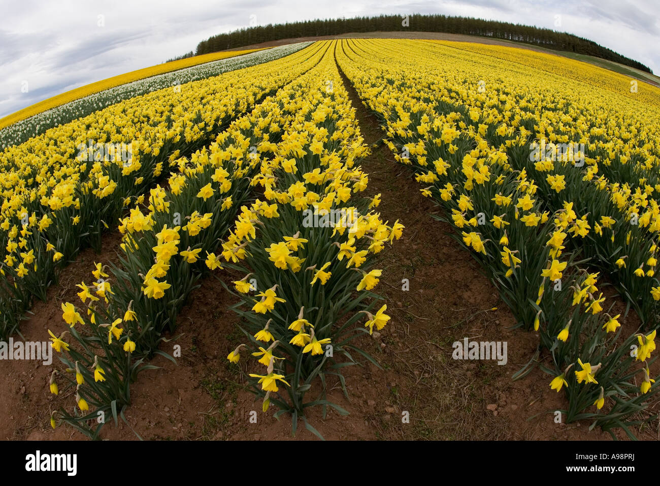 Rows of individual commercial grown Scottish daffodils grown on ...