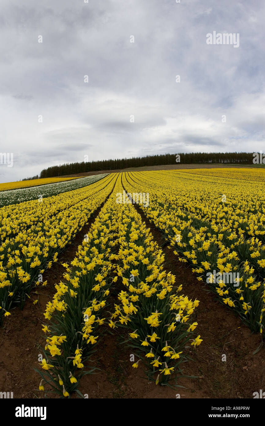 Rows of individual commercial grown Scottish daffodils grown on ...