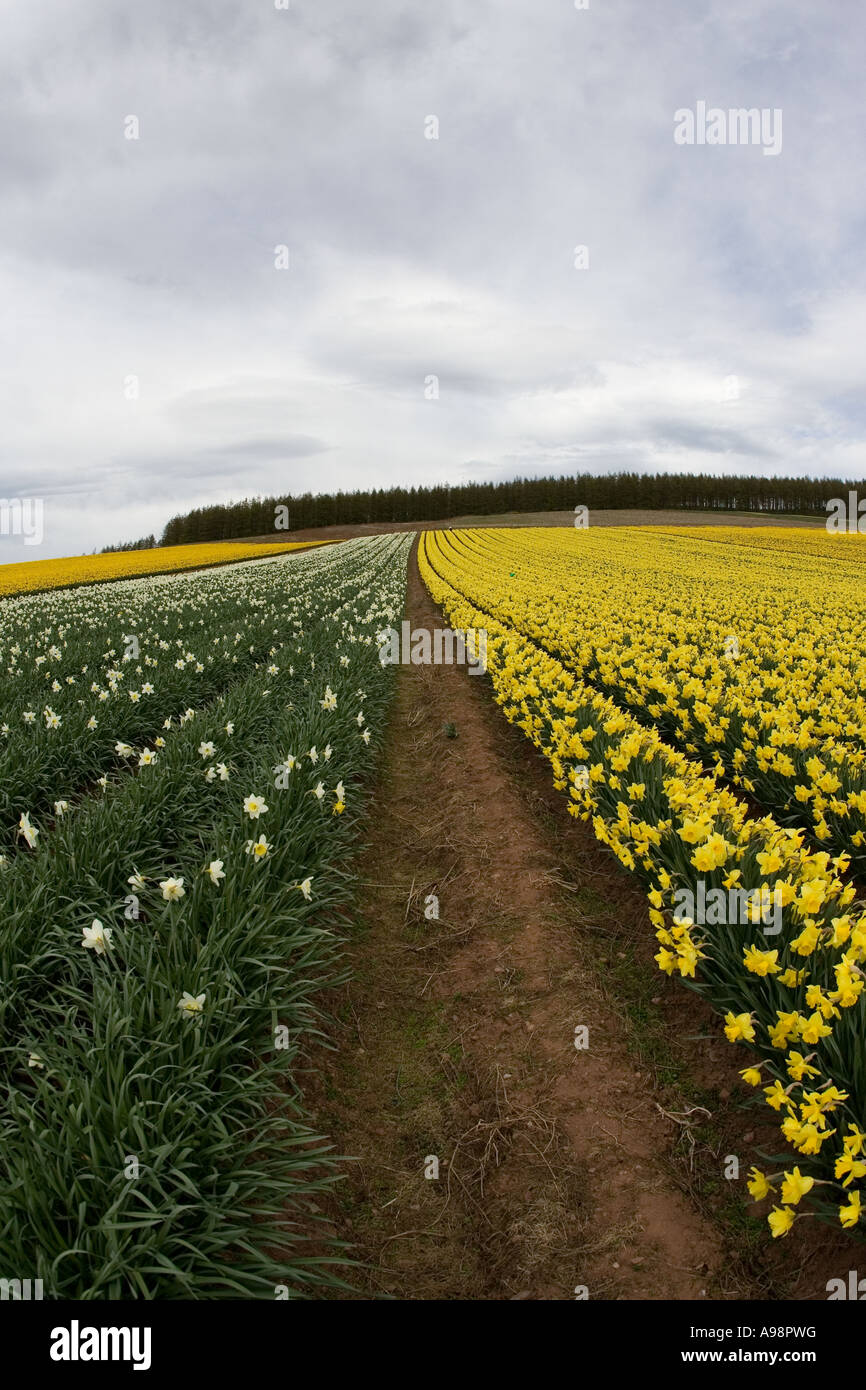 Scottish pickers hi-res stock photography and images - Alamy