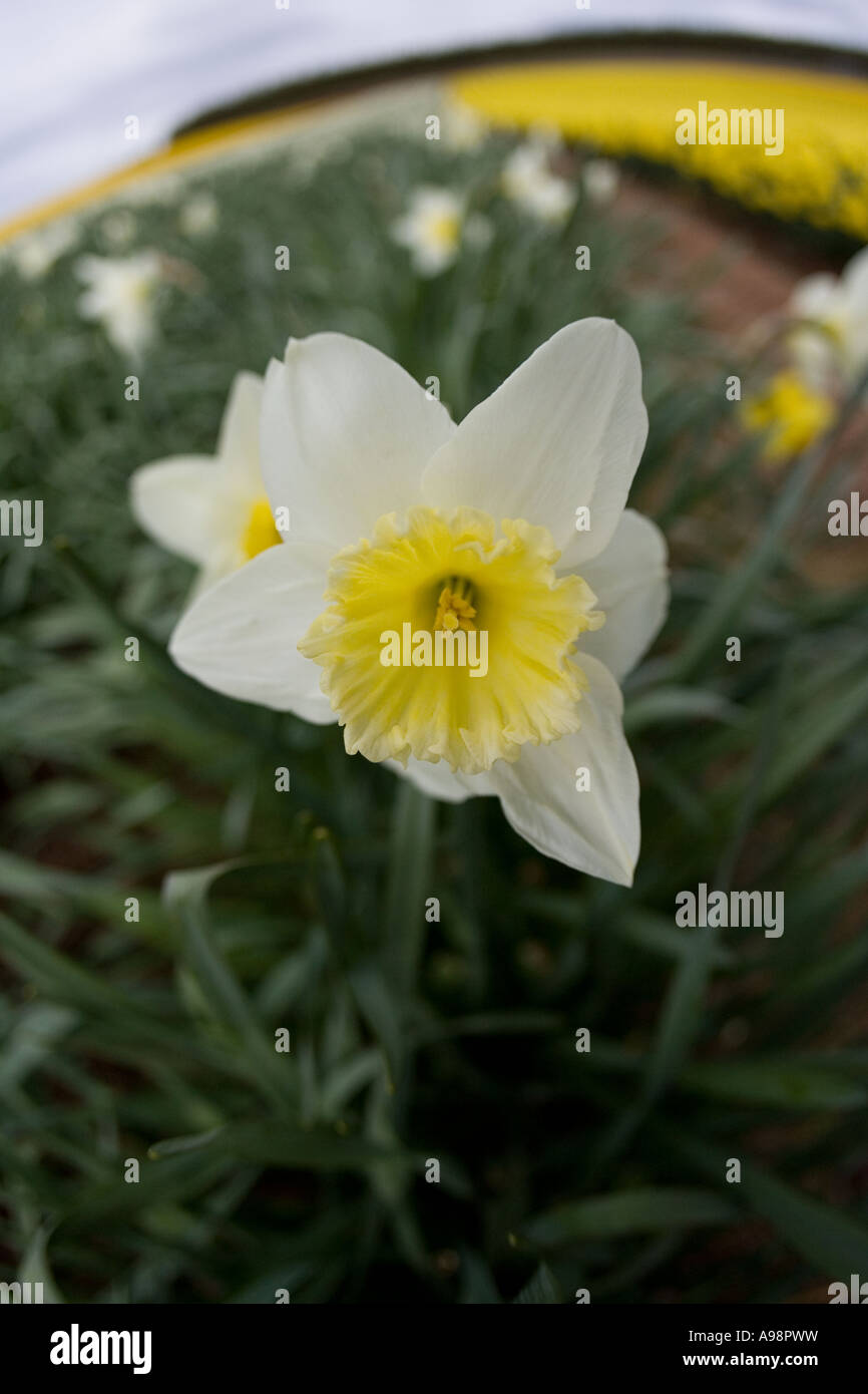 Growers head daffodils hi-res stock photography and images - Alamy