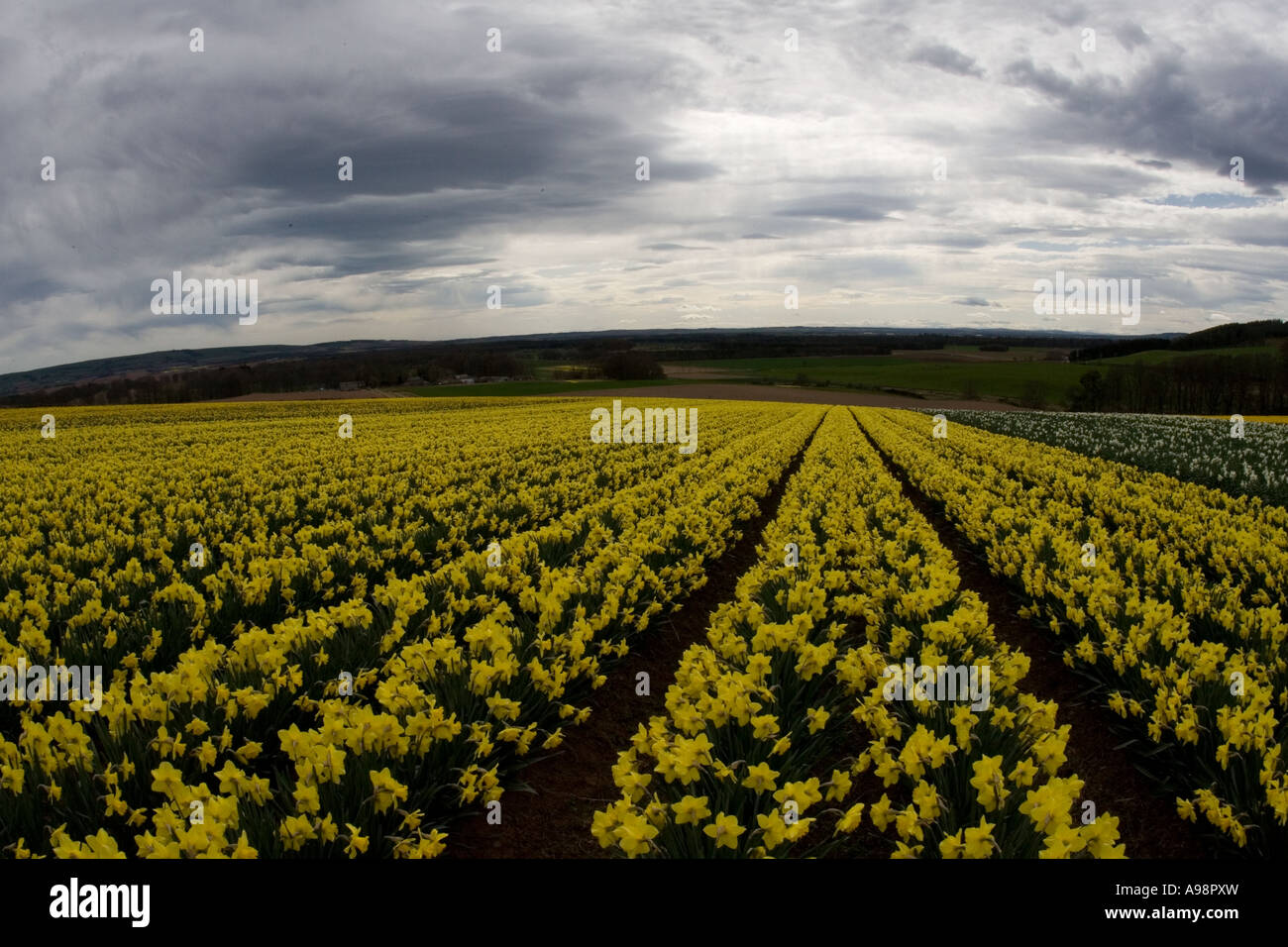 Rows of individual commercial grown Scottish daffodils grown on ...