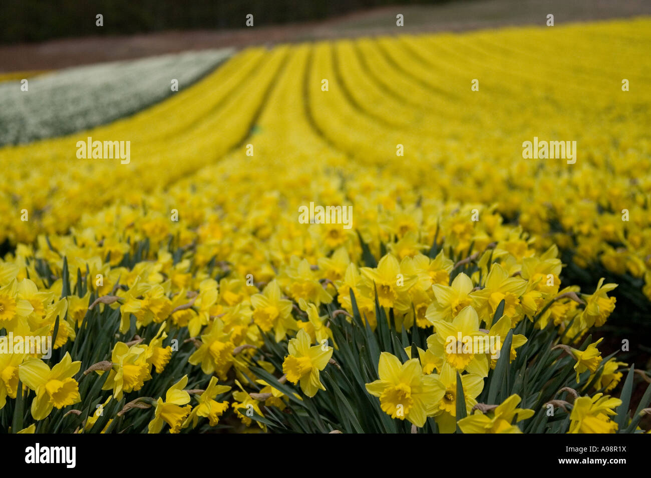 Rows of individual commercial grown Scottish daffodils grown on ...
