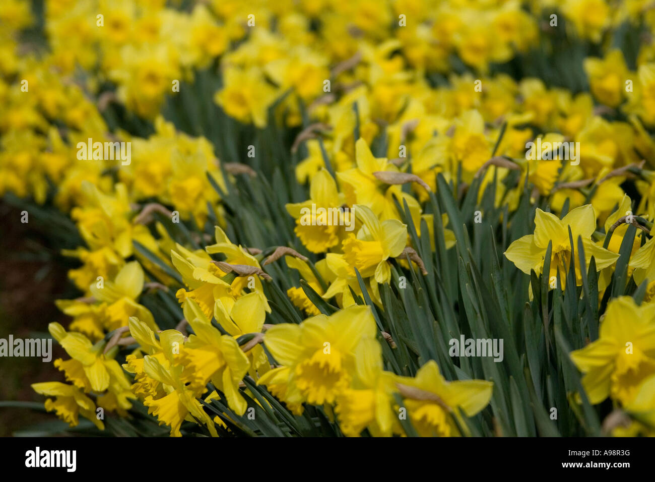 All grown up hi-res stock photography and images - Alamy