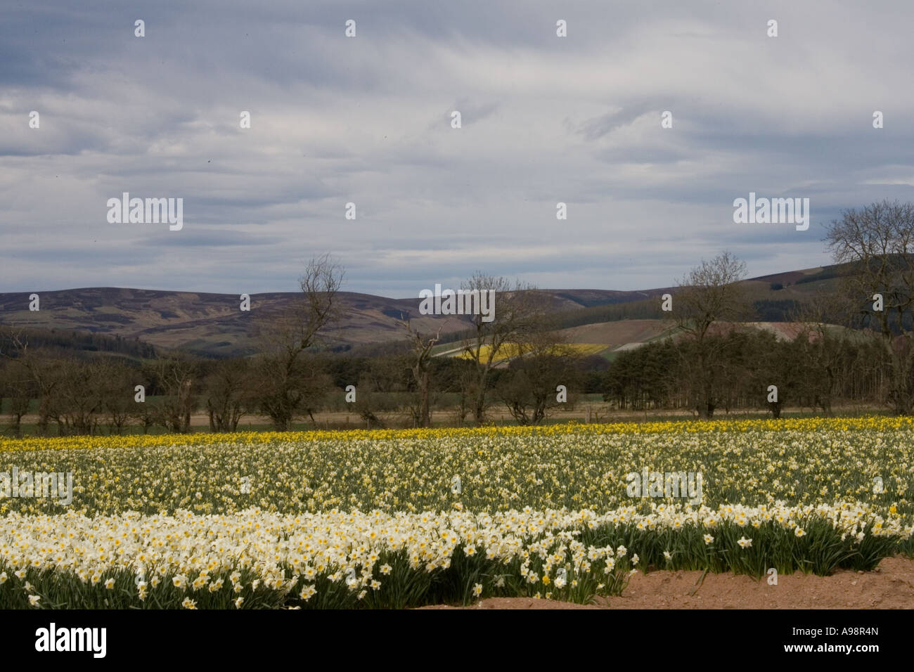 Commercial daffodil growing farming rows hi-res stock photography and ...