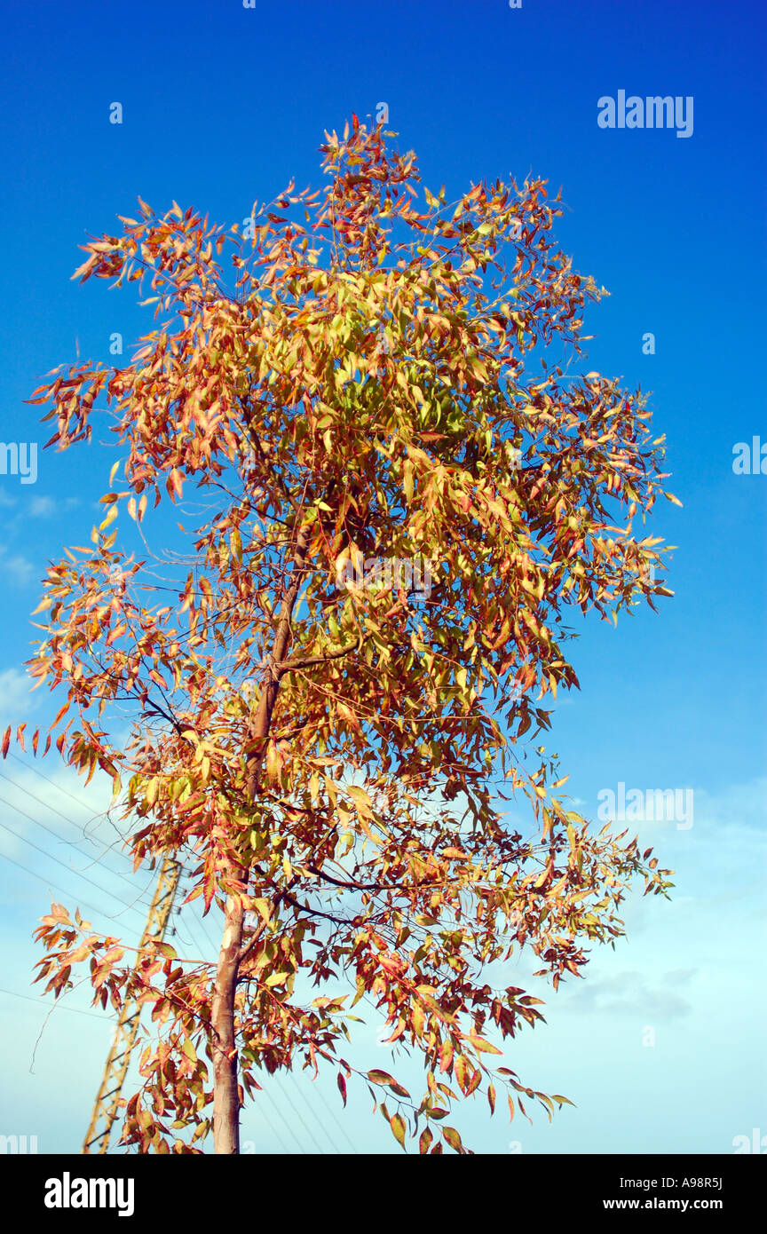 Fall suit hi-res stock photography and images - Alamy