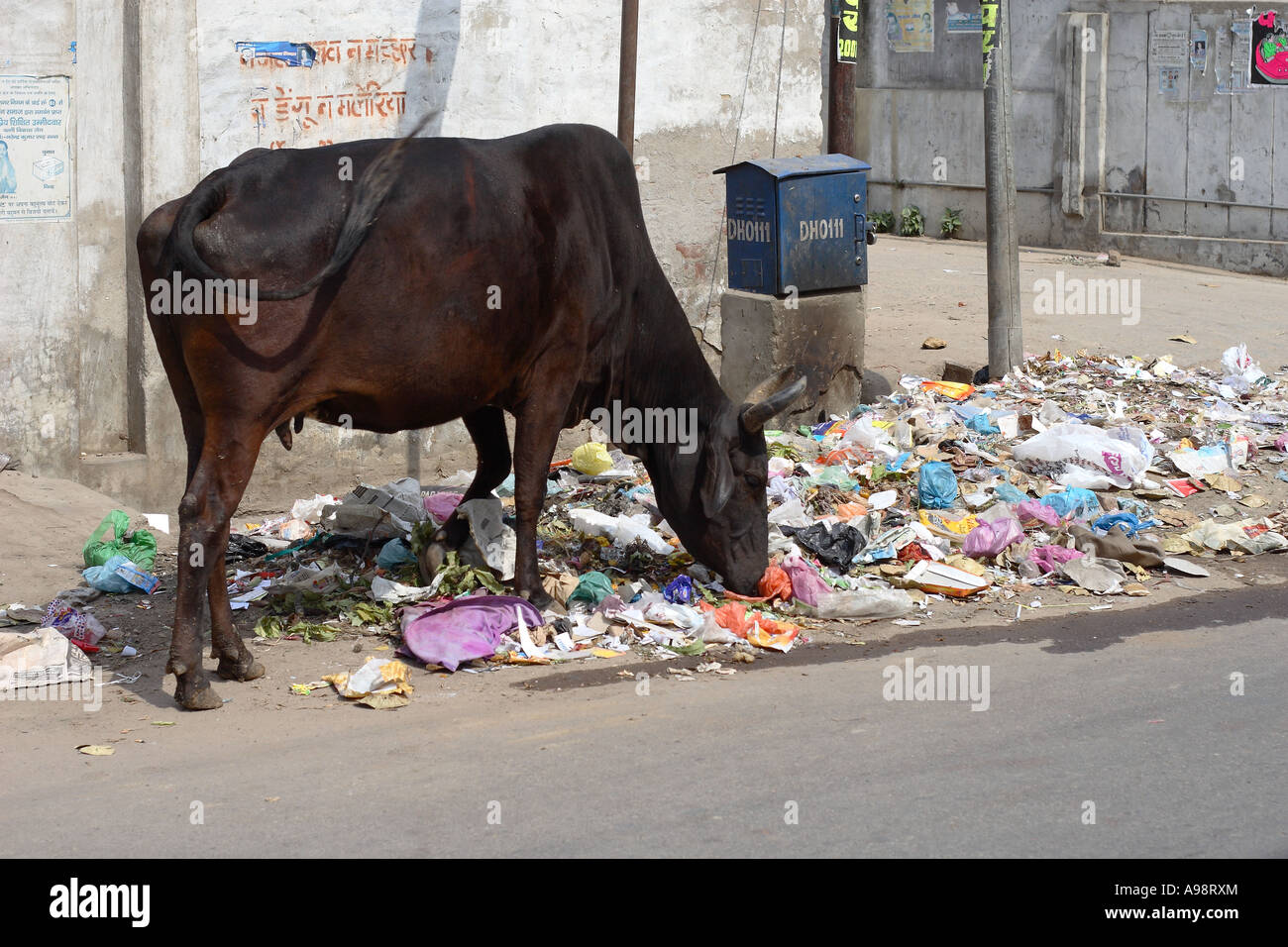 Cow Eating Garbage on the Streets in India Stock Photo - Alamy