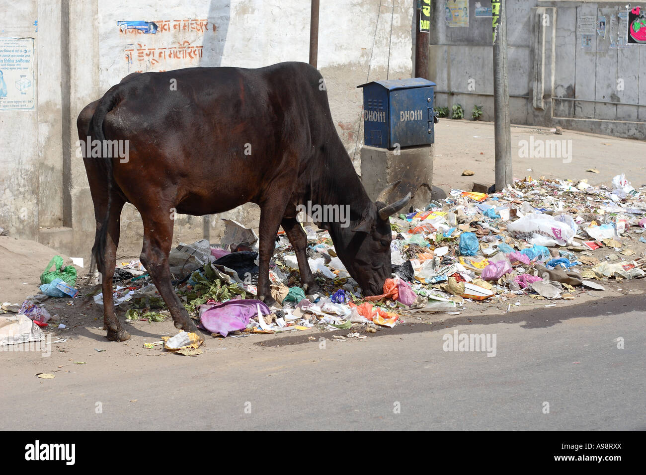 Cow Eating Garbage on the Streets in India Stock Photo - Alamy