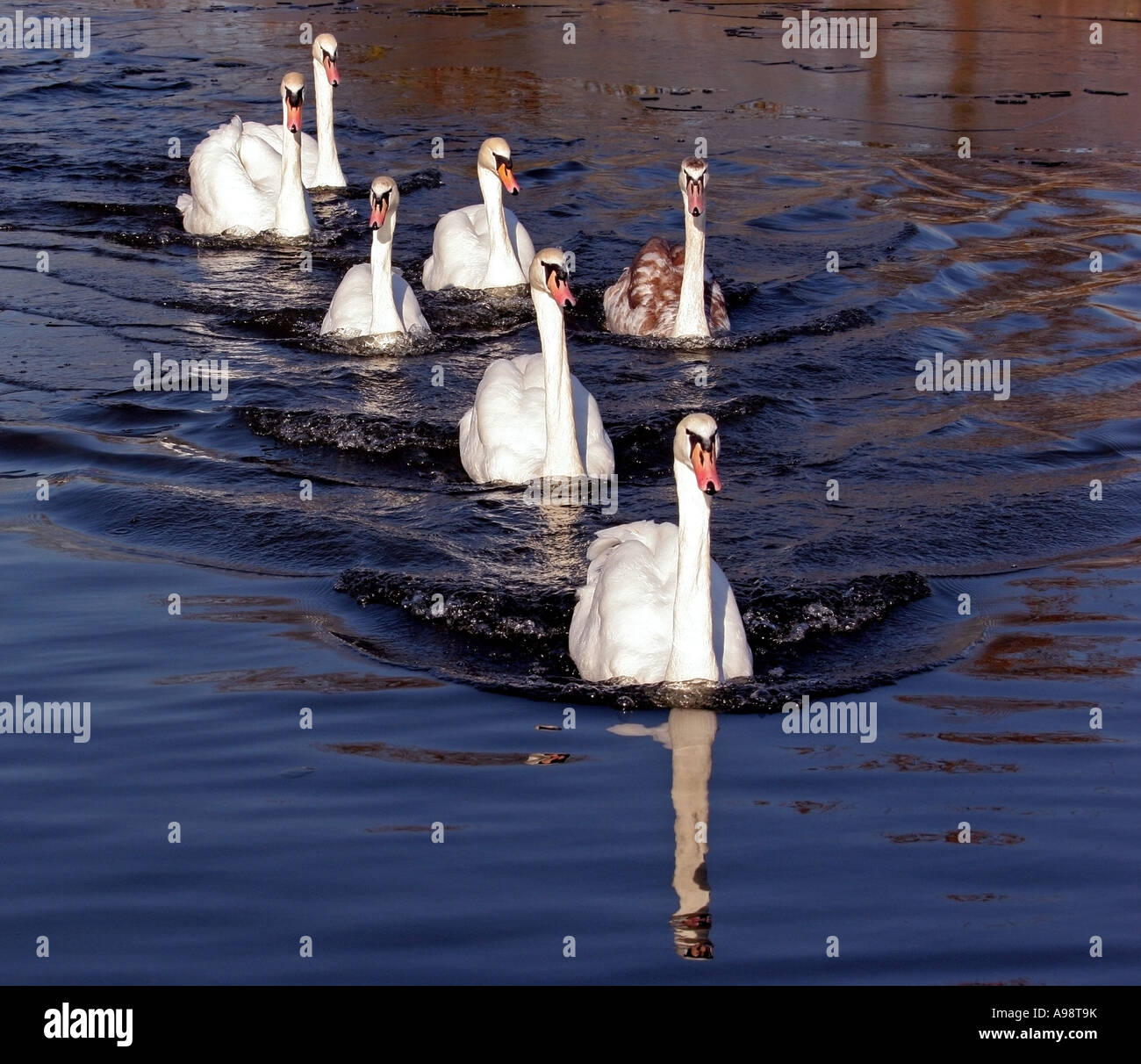 Swans in the water hi-res stock photography and images - Alamy