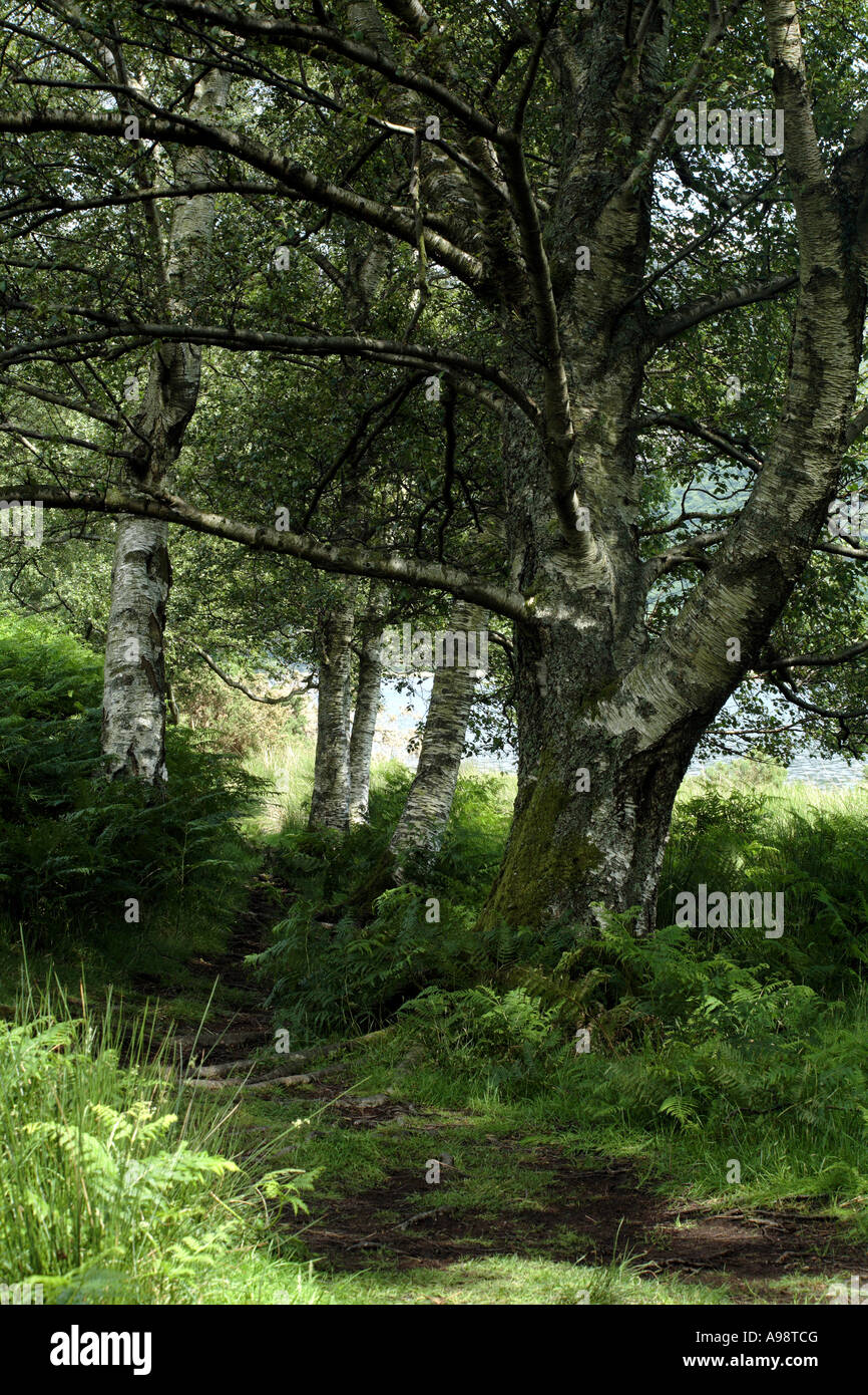 Forest path trees trunks outdoors Lake District,England,UK Stock Photo ...
