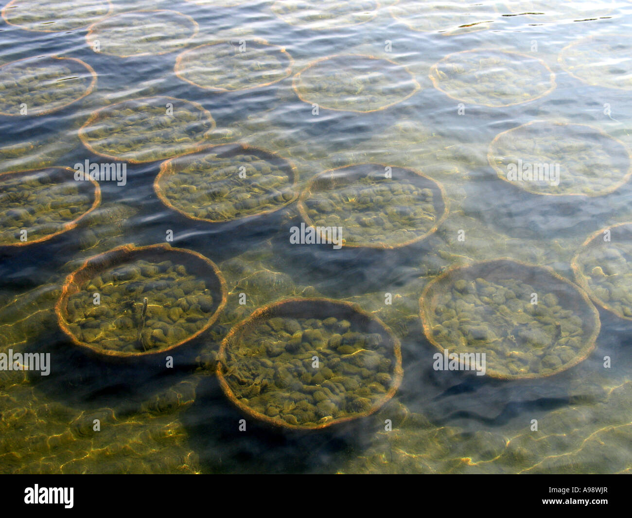 Underwater vase with lily Stock Photo - Alamy