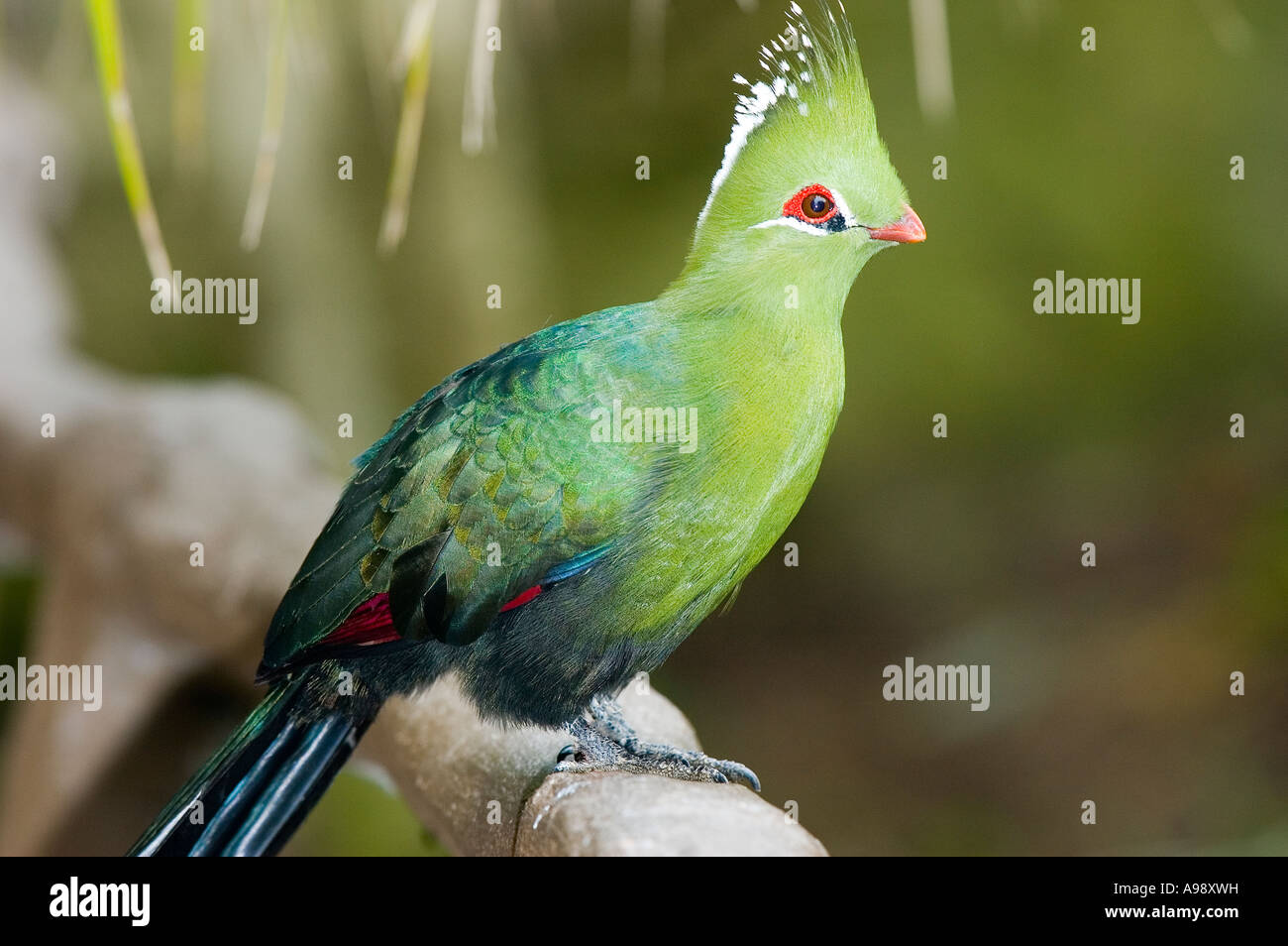 Captive Livingstone's Turaco (Tauraco livingstonii Stock Photo - Alamy