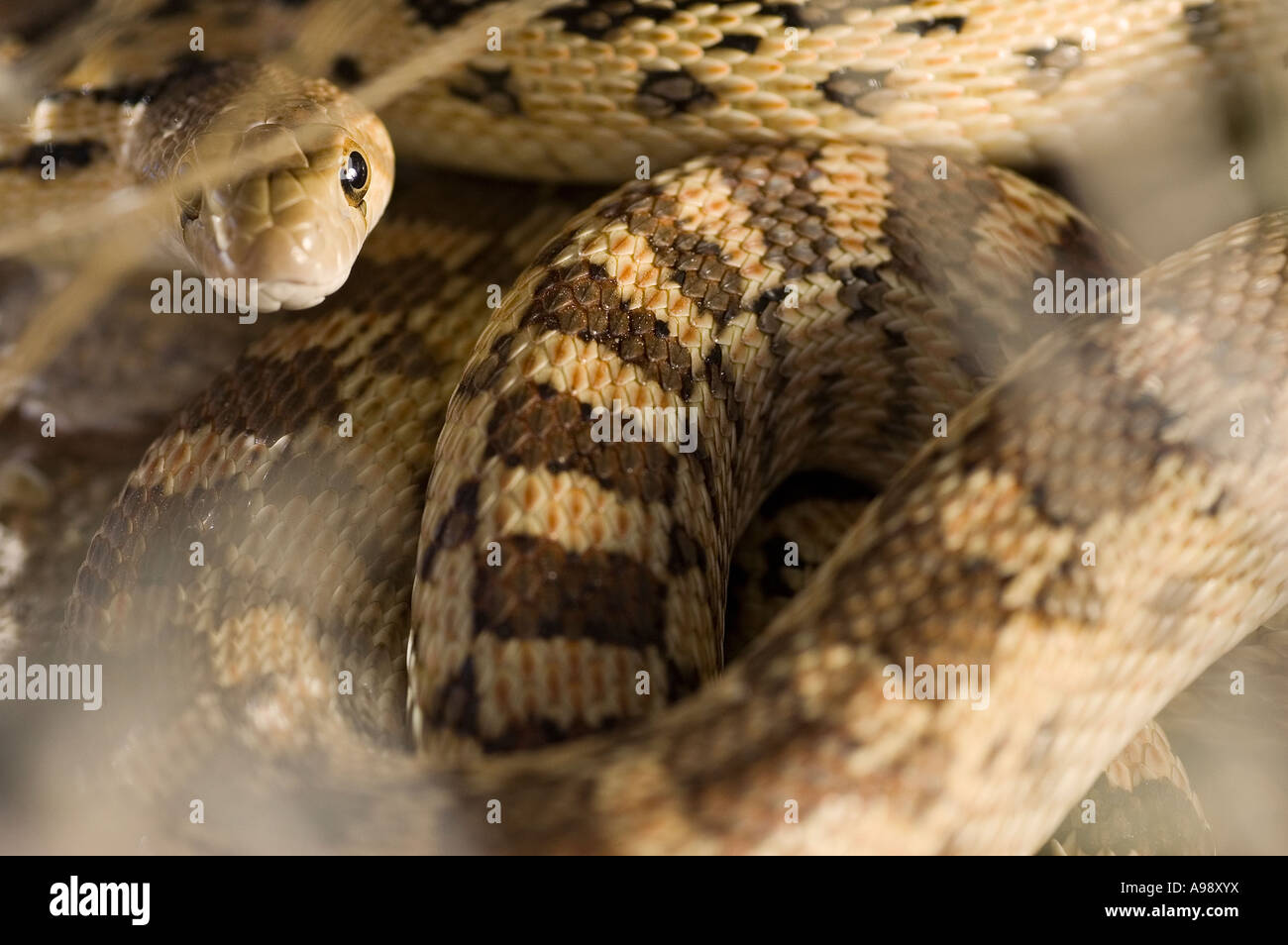gopher snake (Pituophis catenifer) in Red Rock Canyon State Park ...