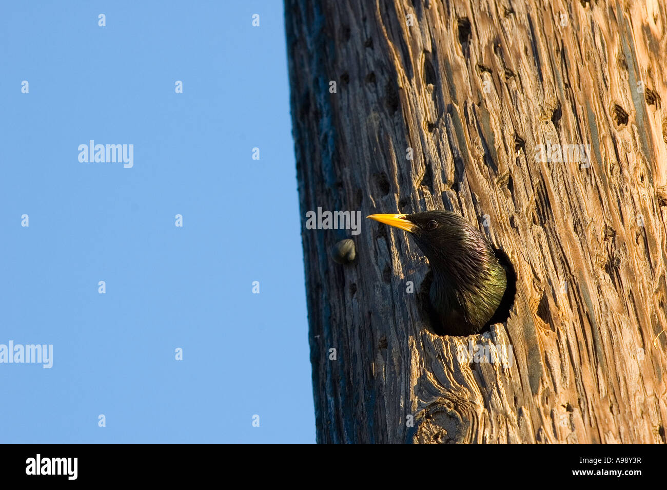 Starling size hi-res stock photography and images - Alamy