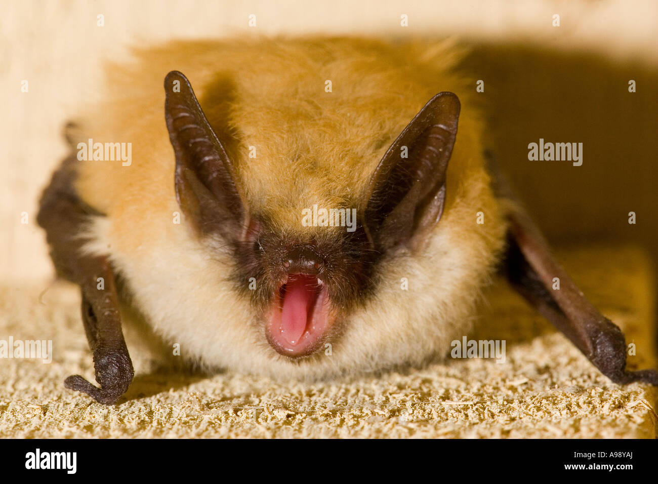 A Little Brown Bat or Little Brown Myotis (Myotis lucifugus) in Death ...