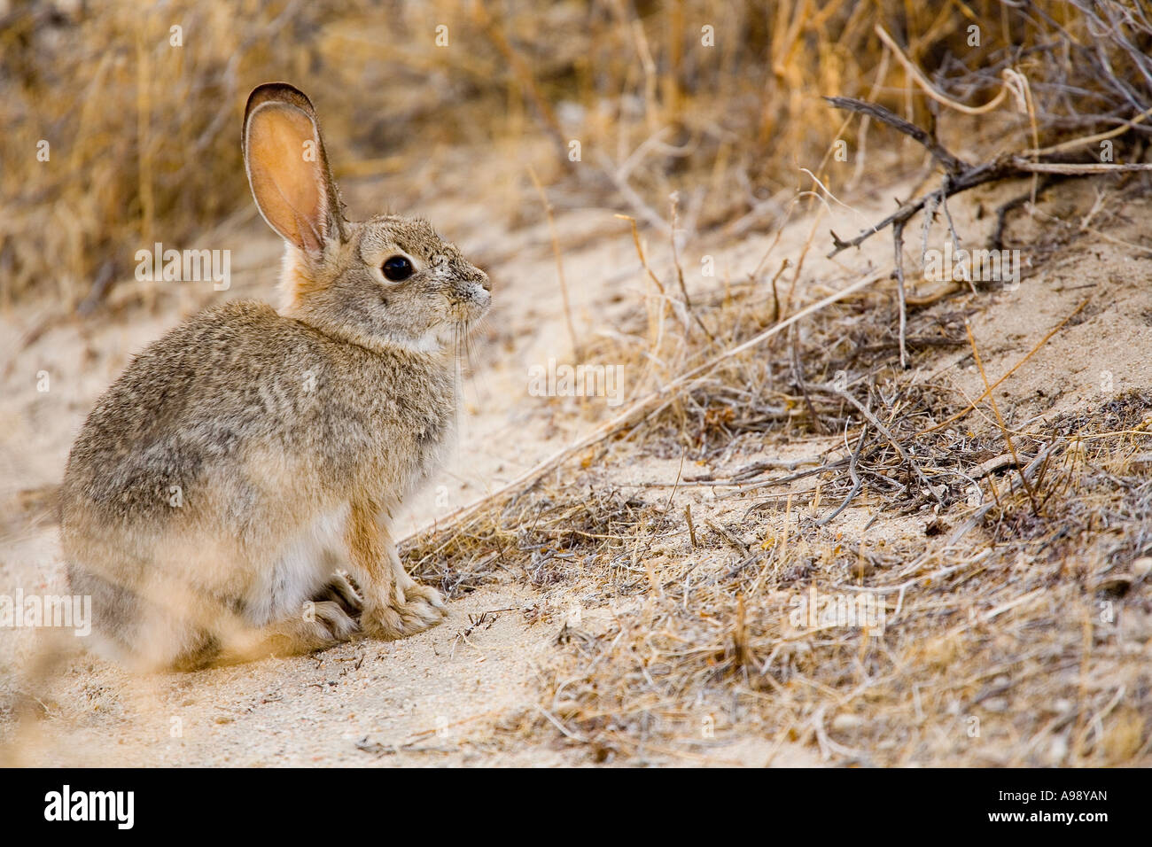 desert cottontail rabbit (Sylvilagus audubonii) at Red Rock Canyon ...