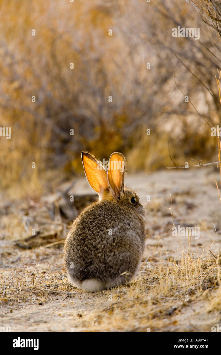 Desert cotton tail hi-res stock photography and images - Alamy