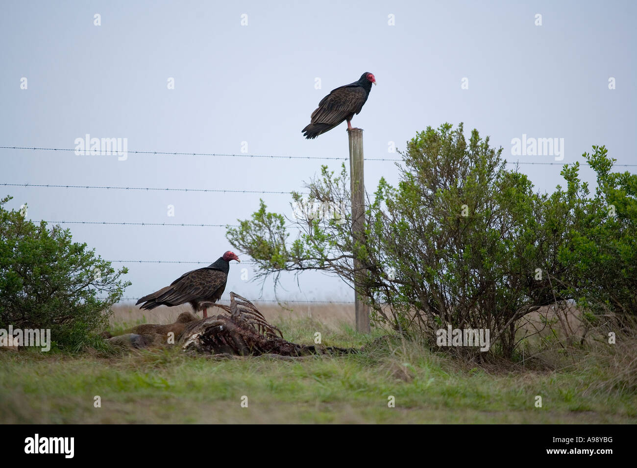 Wire carcus hi-res stock photography and images - Alamy