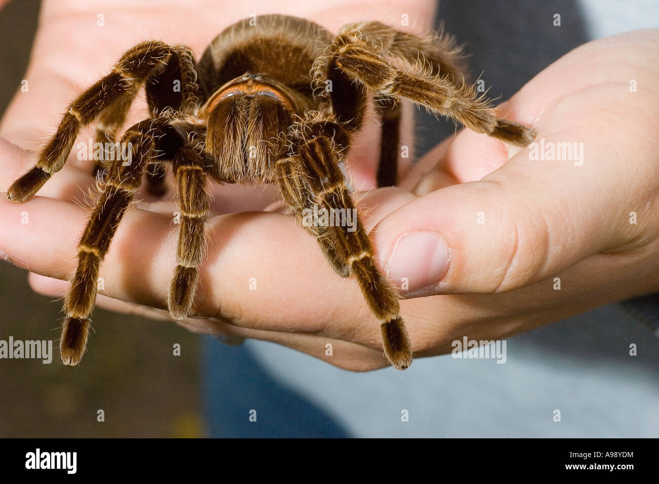 handling a tarantula Stock Photo - Alamy