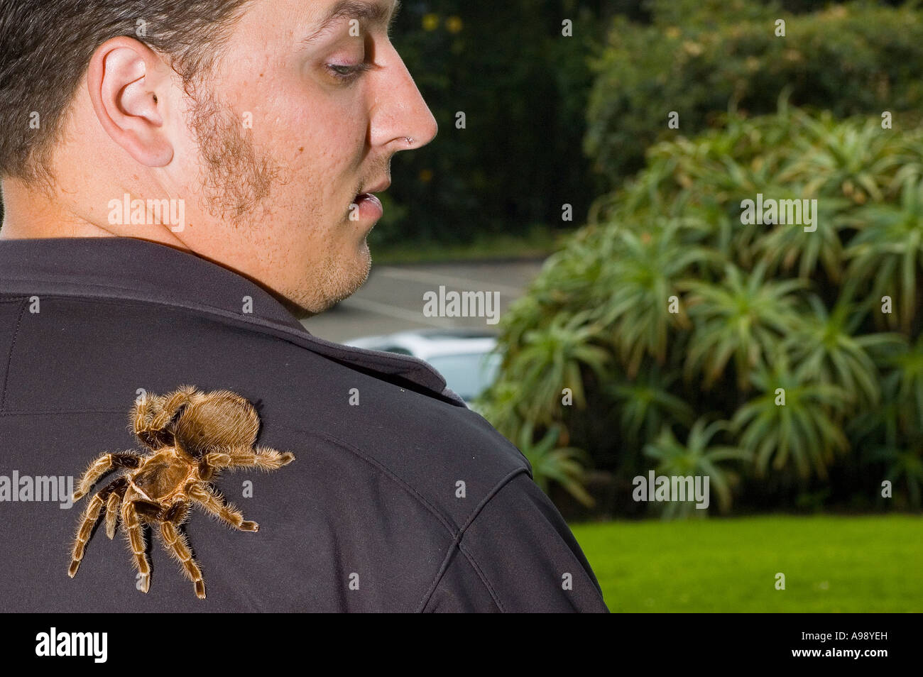 a man discovers a tarantula on his back Stock Photo - Alamy