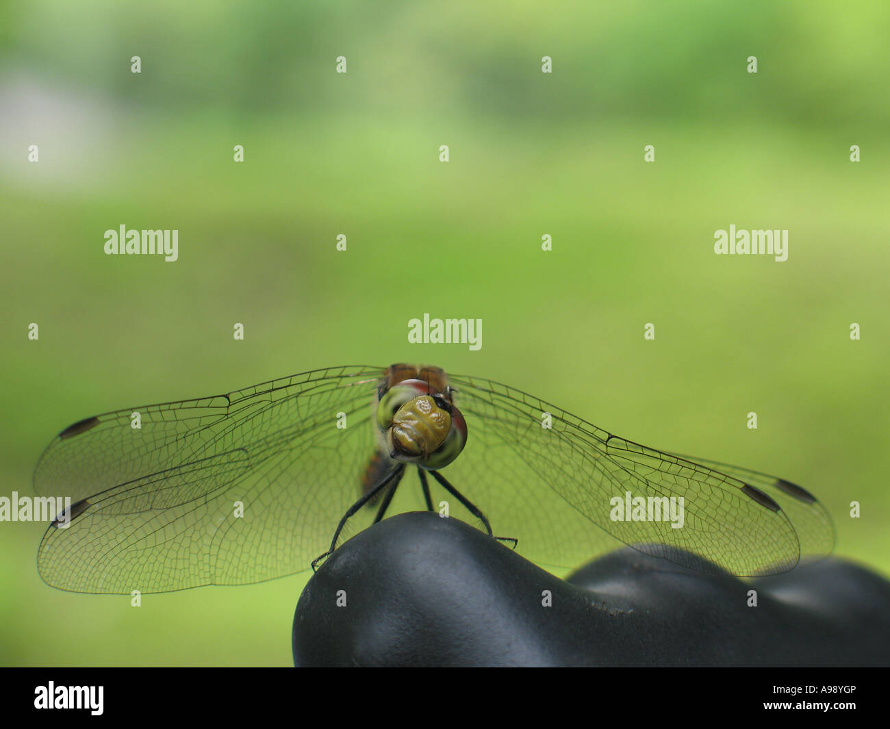 Dragonfly japan hi-res stock photography and images - Alamy