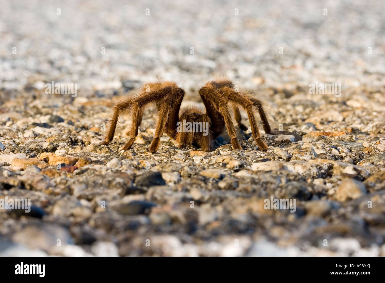 Tarantula on the road hi-res stock photography and images - Alamy