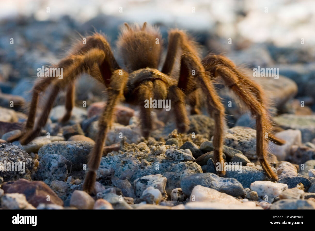 tarantula walking in Death Valley National Park, California Stock Photo ...