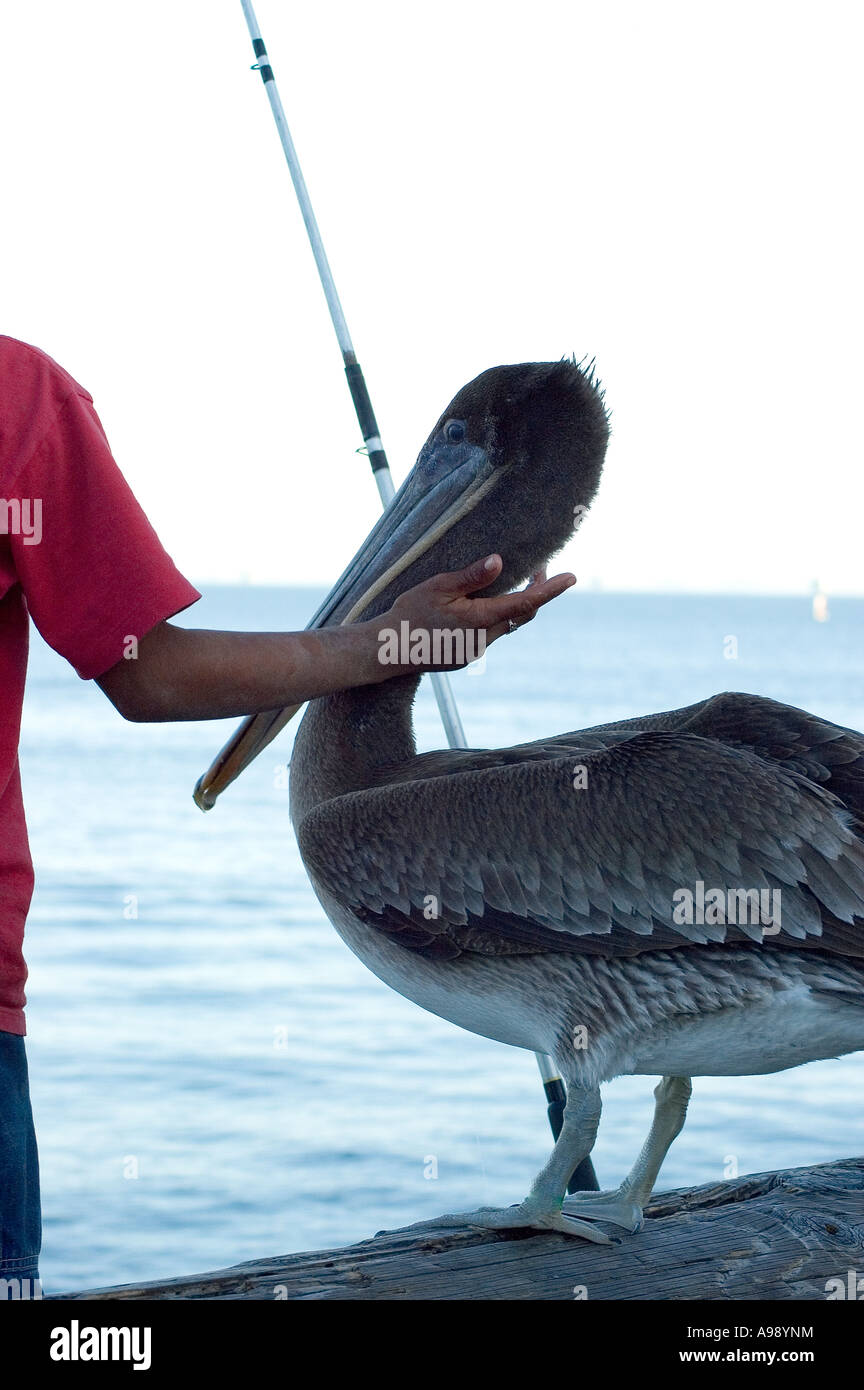 a boy pets a friendly Pelican (Pelecanus occidentalis) in Santa Barbara ...
