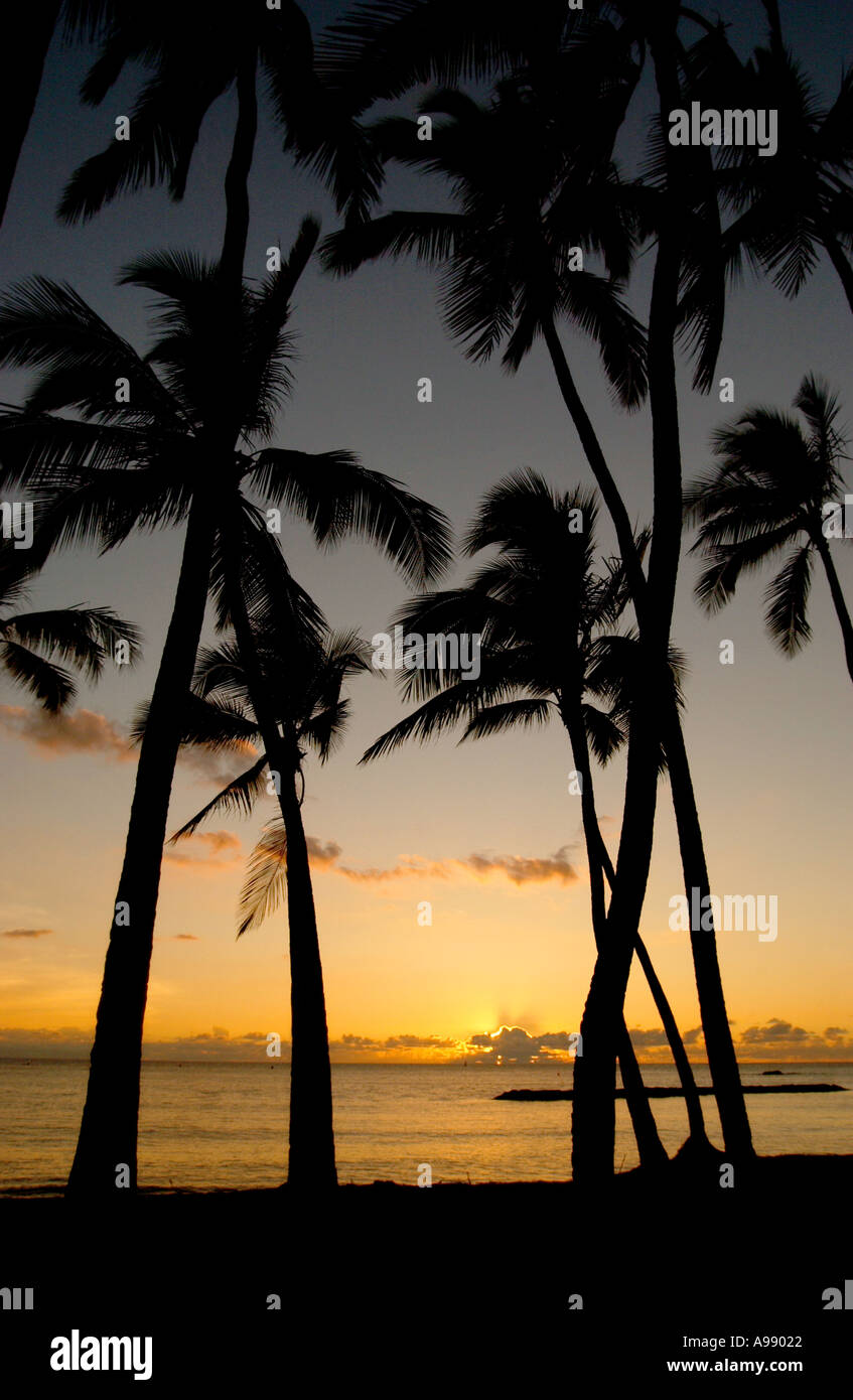 Color vertical image of Palm trees along beach on North Shore of Oahu ...