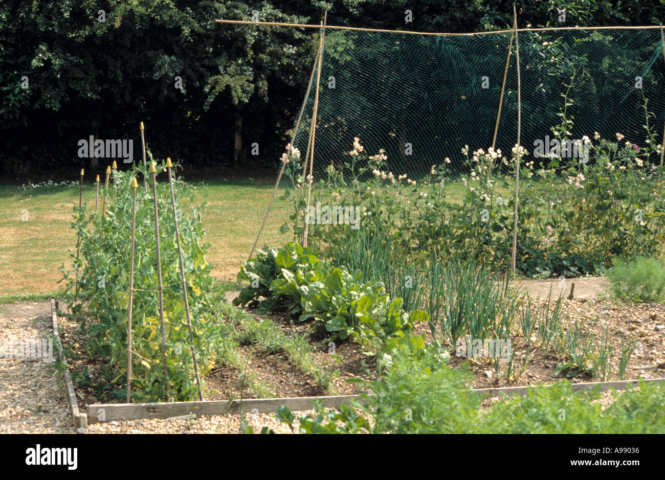 Close-up of peas growing on canes in vegetable garden with rows of ...