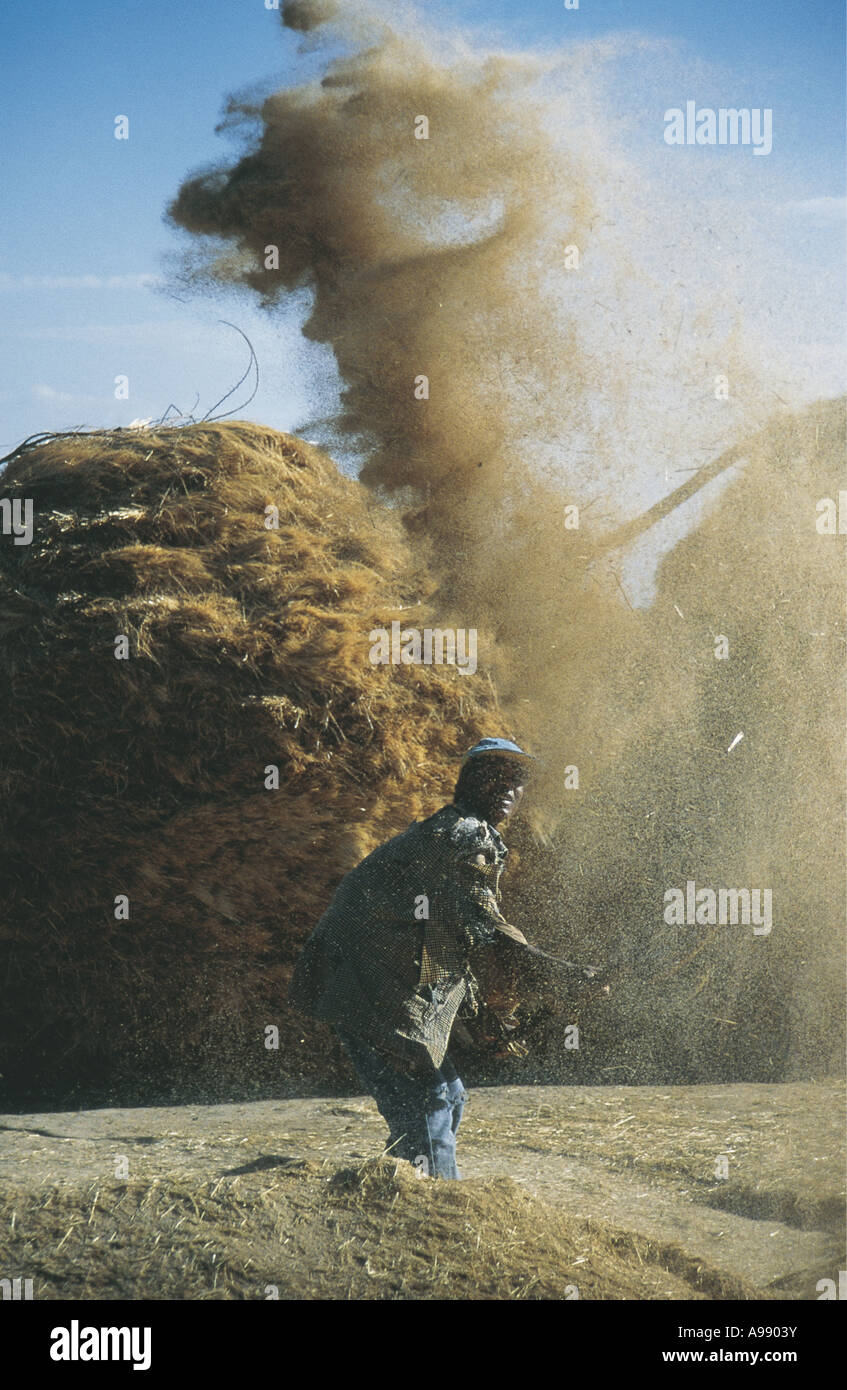 Maize chaff hi-res stock photography and images - Alamy