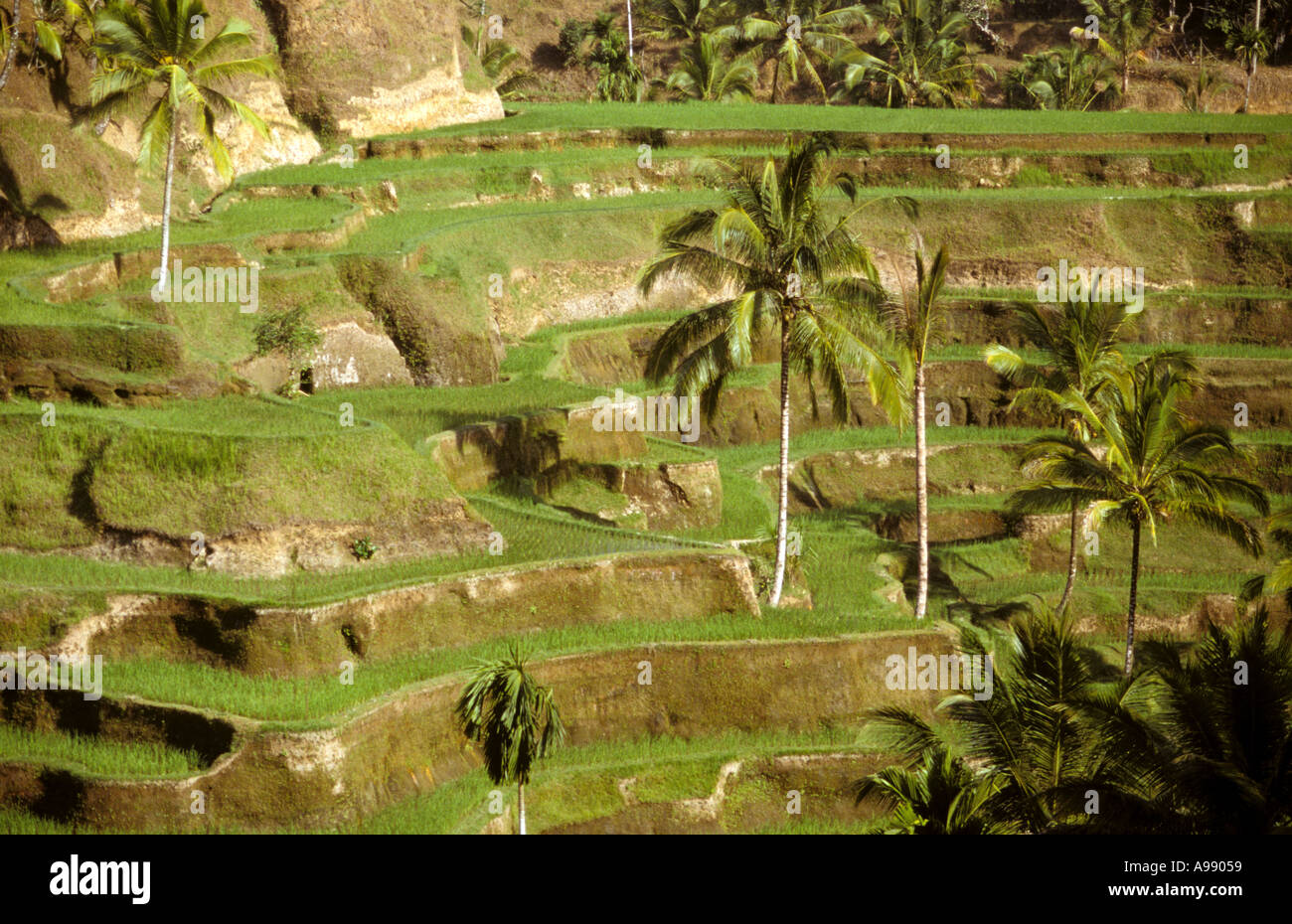 Bali rice fields Stock Photo - Alamy