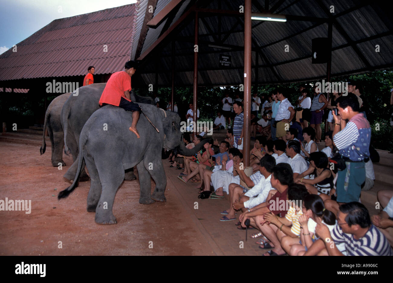 Elephant show for tourists Thailand Stock Photo - Alamy