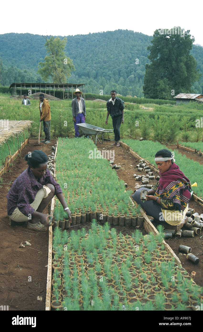 Farm Africa Forestation project children planting saplings Ginchi ...