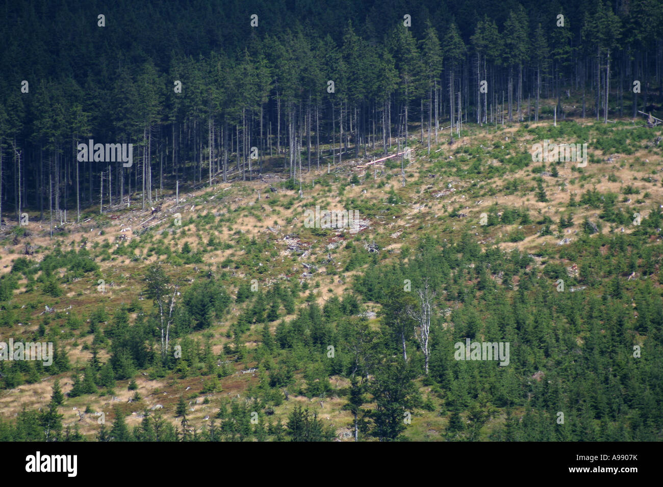 Pine trees in the mountains Stock Photo - Alamy