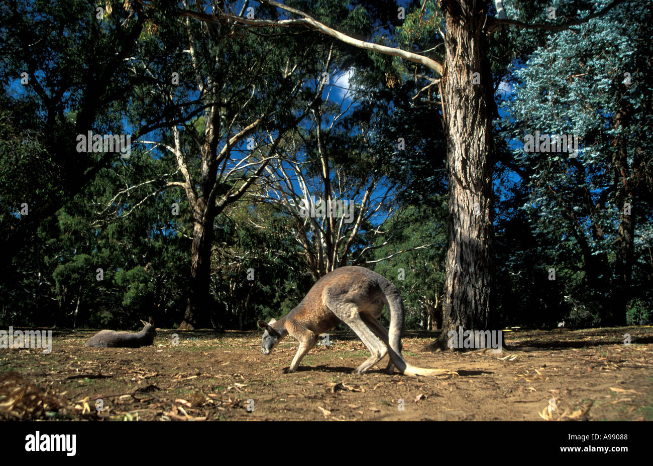 Red kangaroo macropus rufus Australia Stock Photo - Alamy