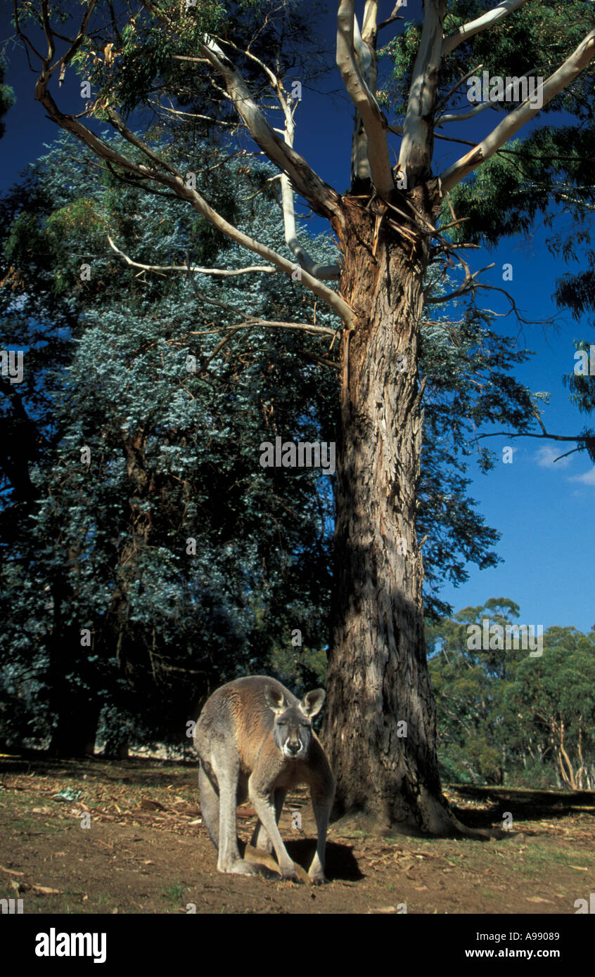 Red kangaroo macropus rufus Australia Stock Photo - Alamy