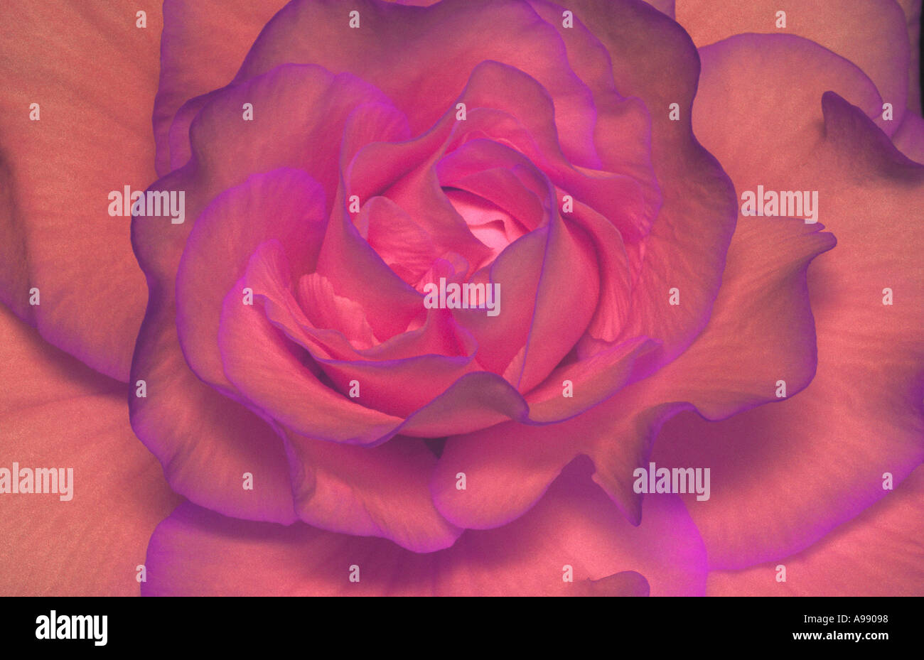 Gorgeous begonia hi-res stock photography and images - Alamy