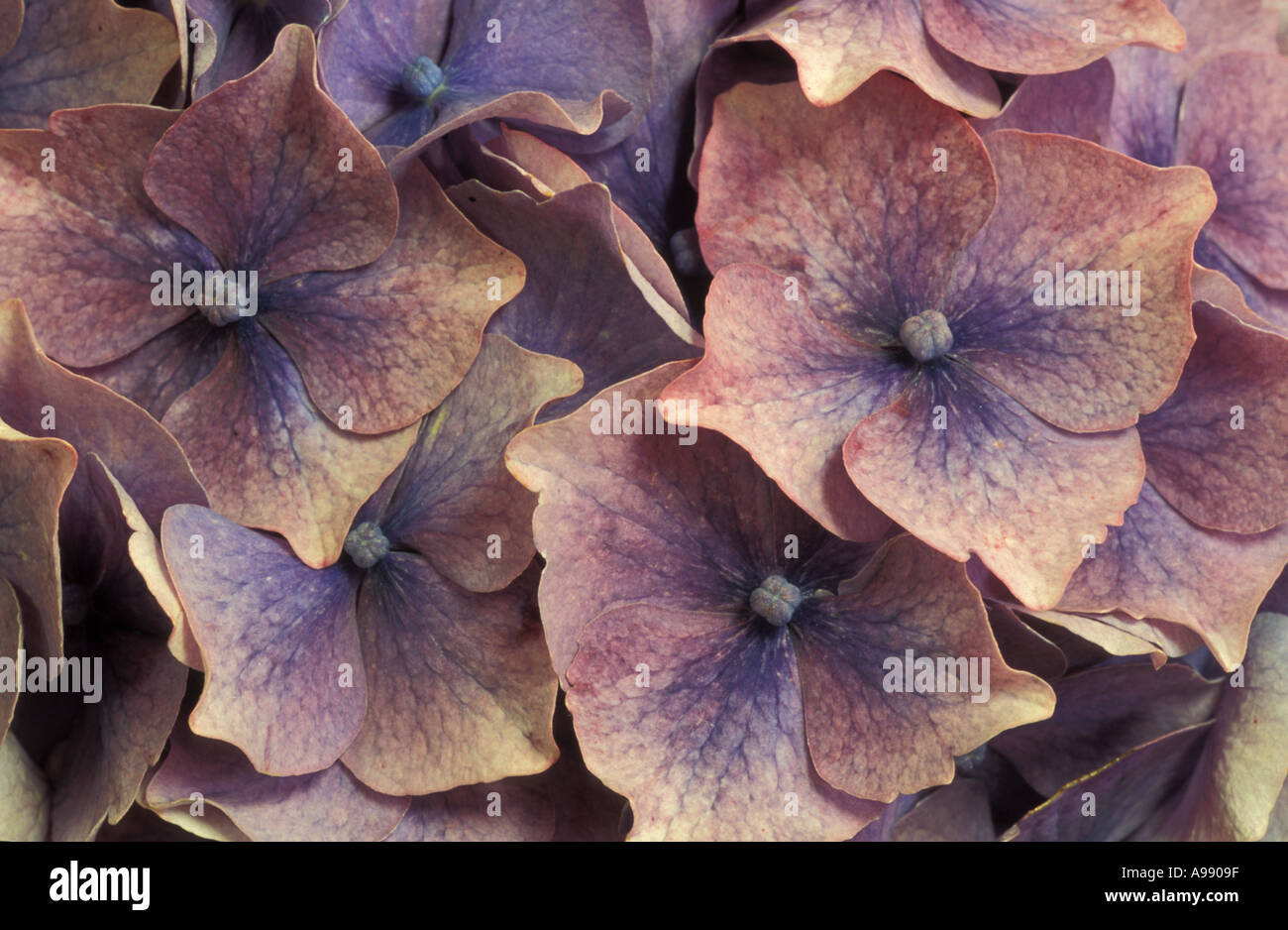 Dried hydrangea flower Stock Photo - Alamy