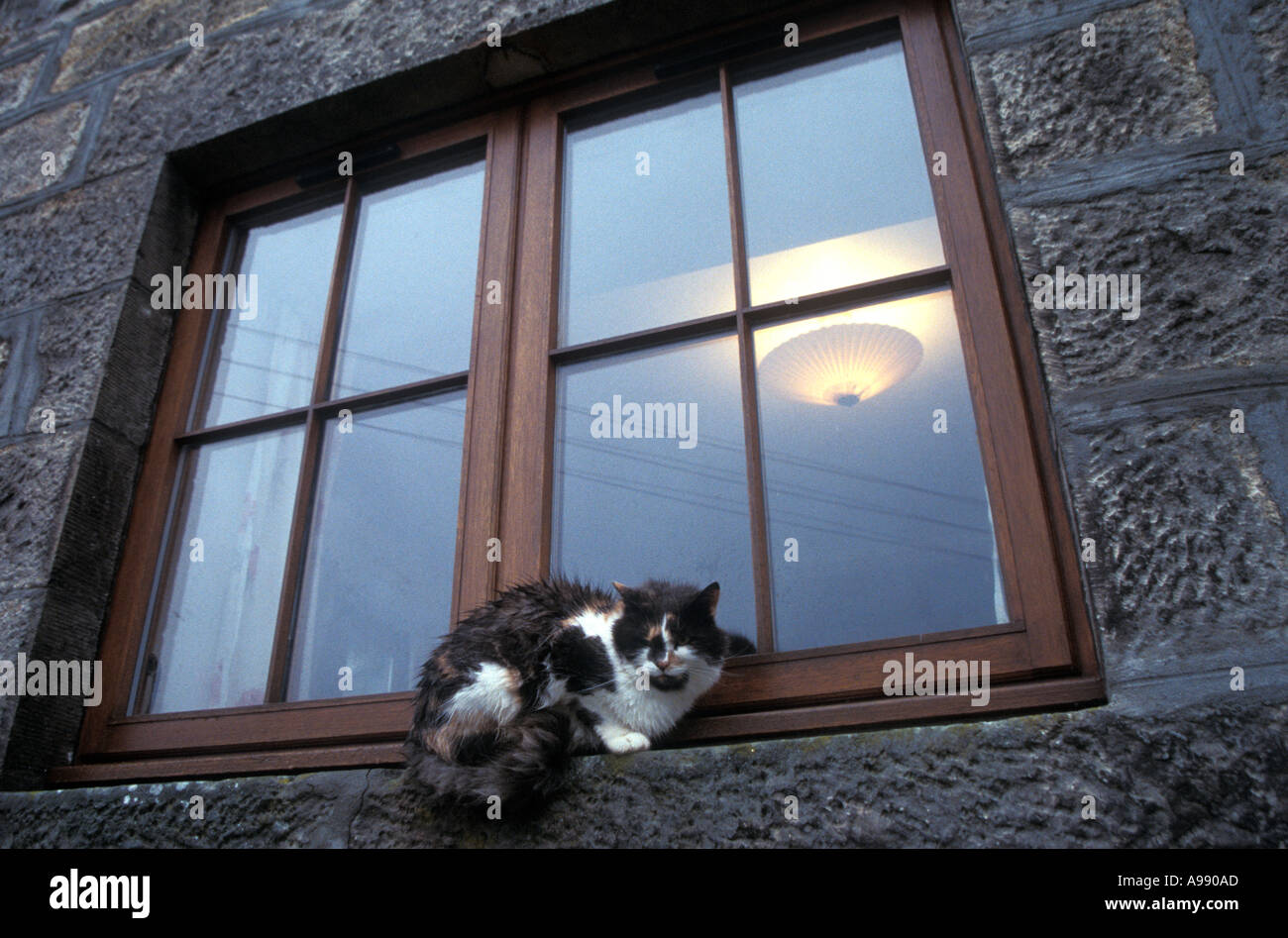 Dishevelled cat hi-res stock photography and images - Alamy