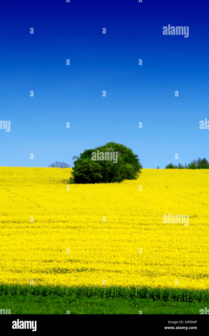 Vast field yellow rapeseed hi-res stock photography and images - Alamy
