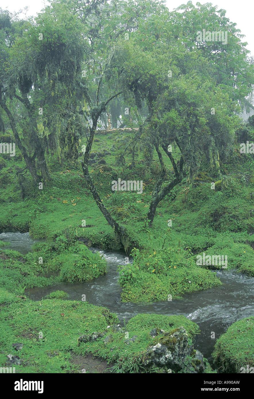 Mossy stream in Harenna Forest Bale Mountains National Park Ethiopia ...