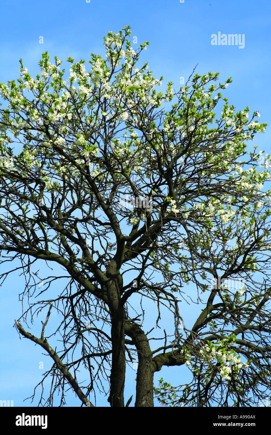 Pear tree branch showcasing hi-res stock photography and images - Alamy