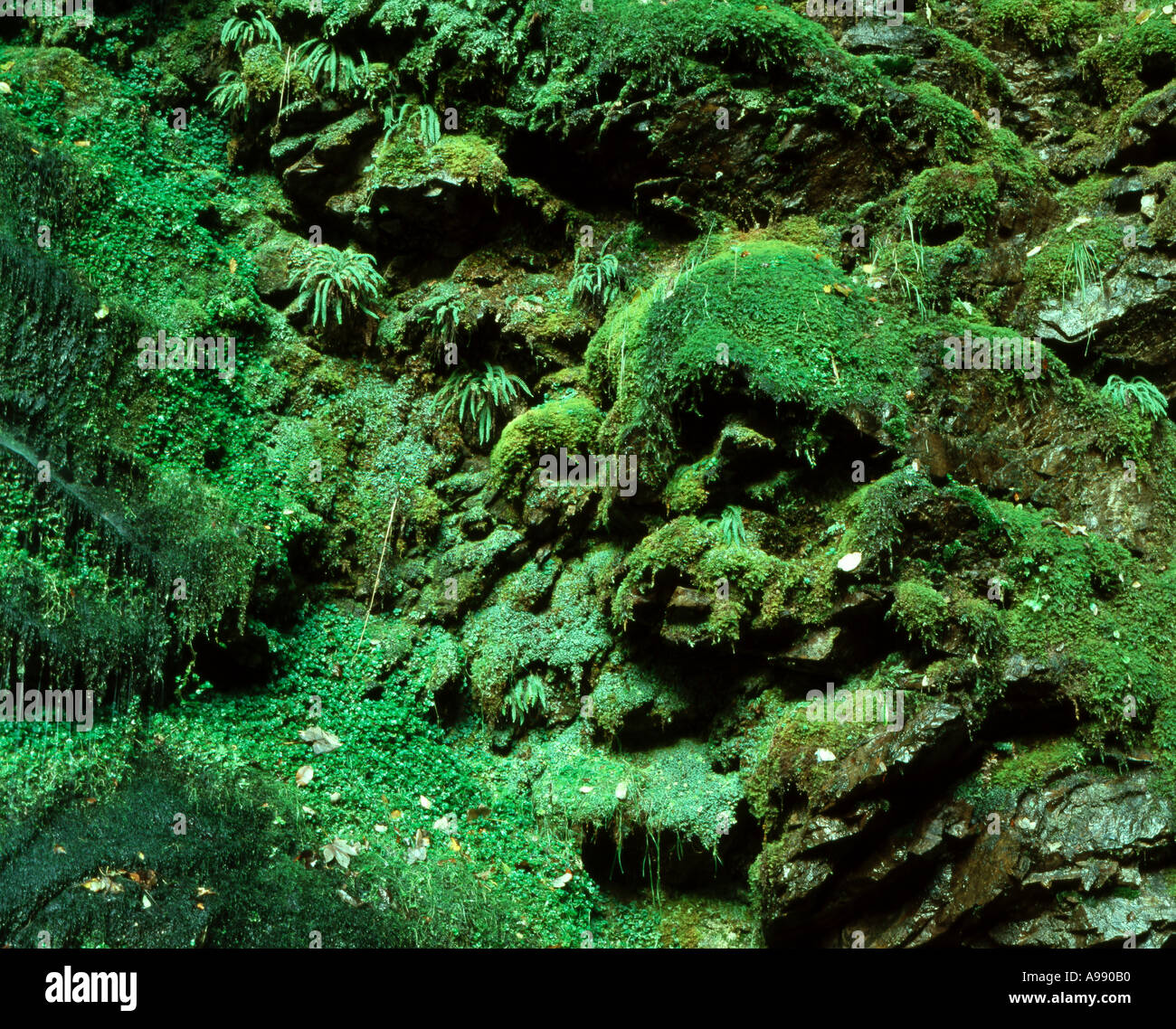 Dark and damp growing conditions hi-res stock photography and images ...