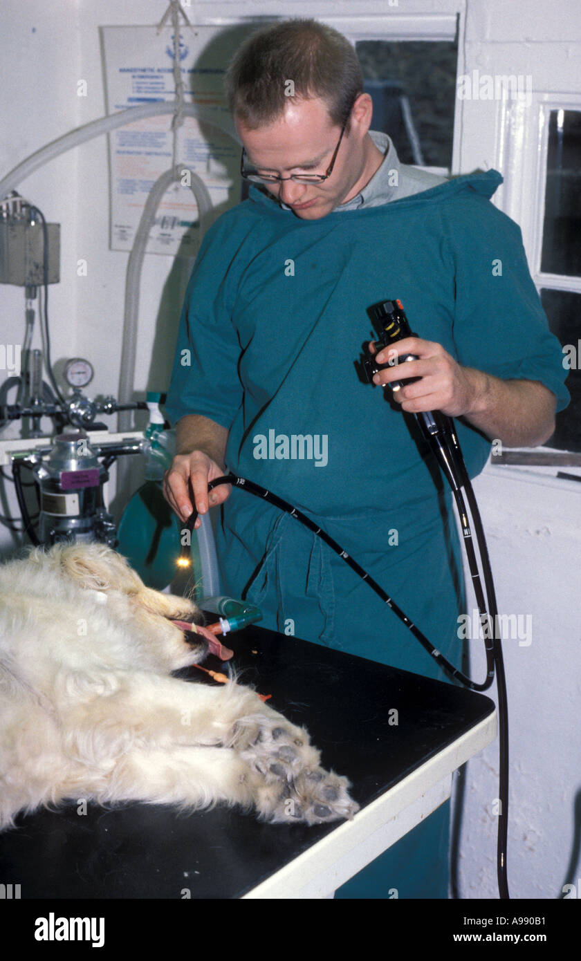 Vet using endoscope on dog Stock Photo - Alamy