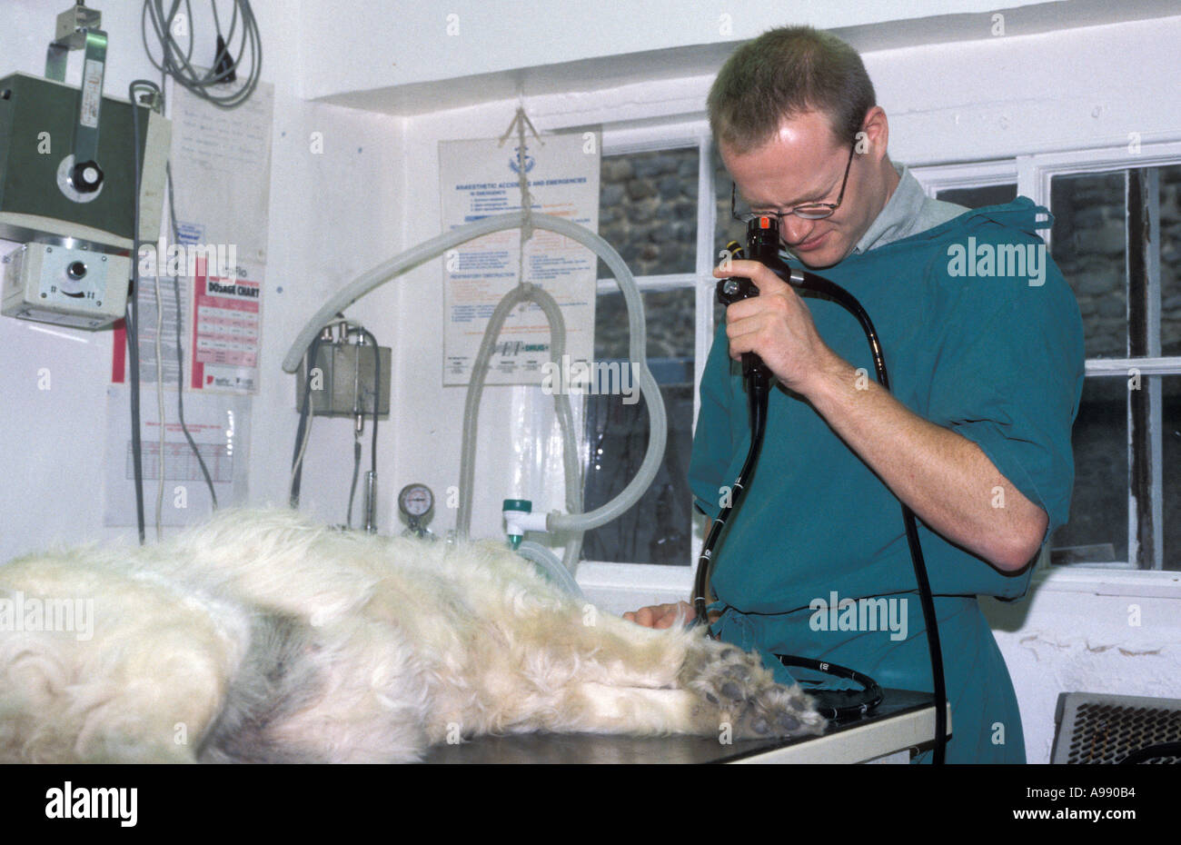 English vet hi-res stock photography and images - Alamy