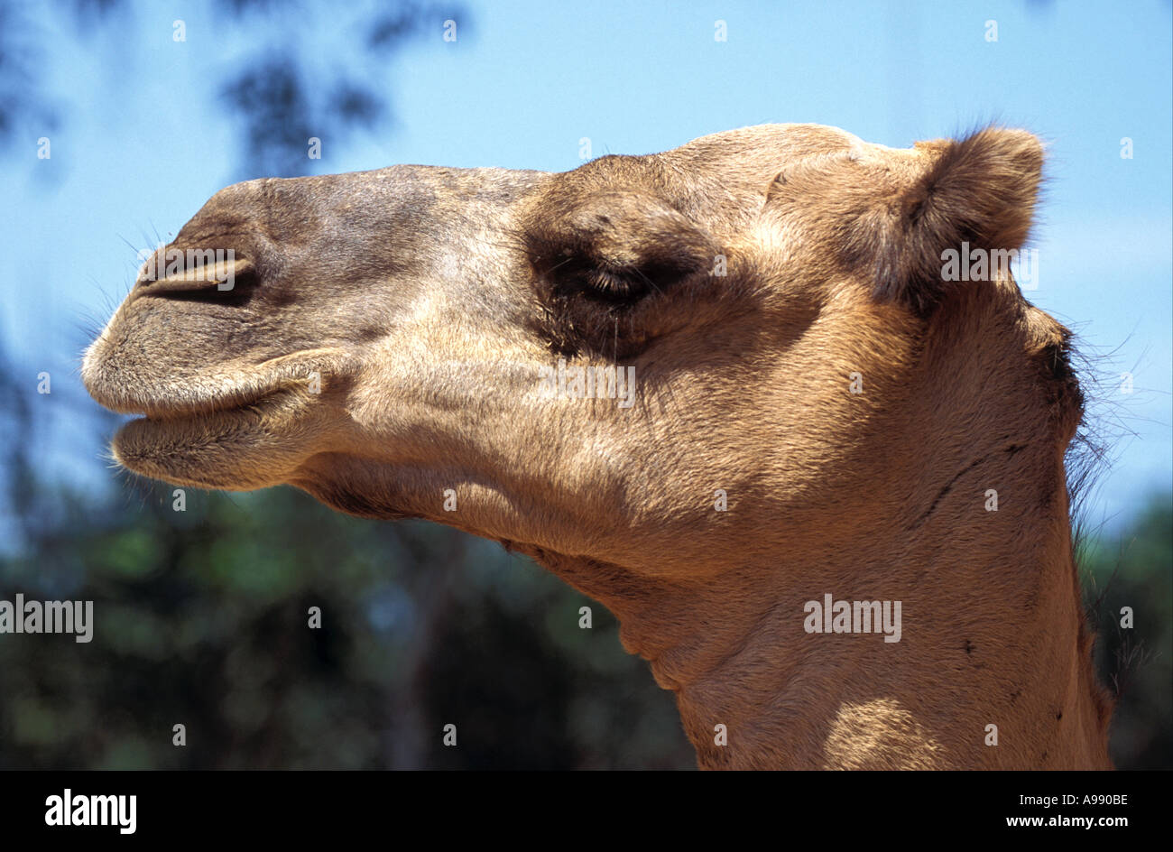 Camel oasis drought hi-res stock photography and images - Alamy