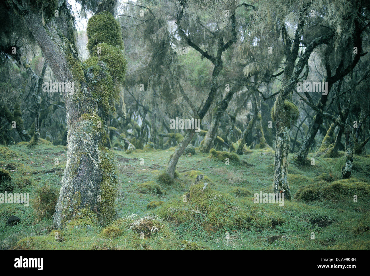 Rainforest mosses Harenna Forest Bale Mountains National Park Ethiopia ...
