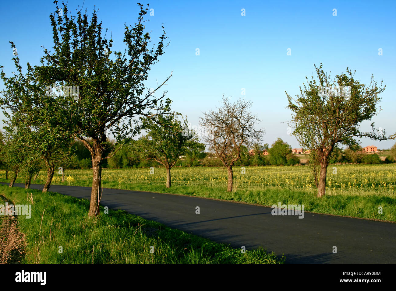 Rural country road lined with young fruit trees in spring, winding ...