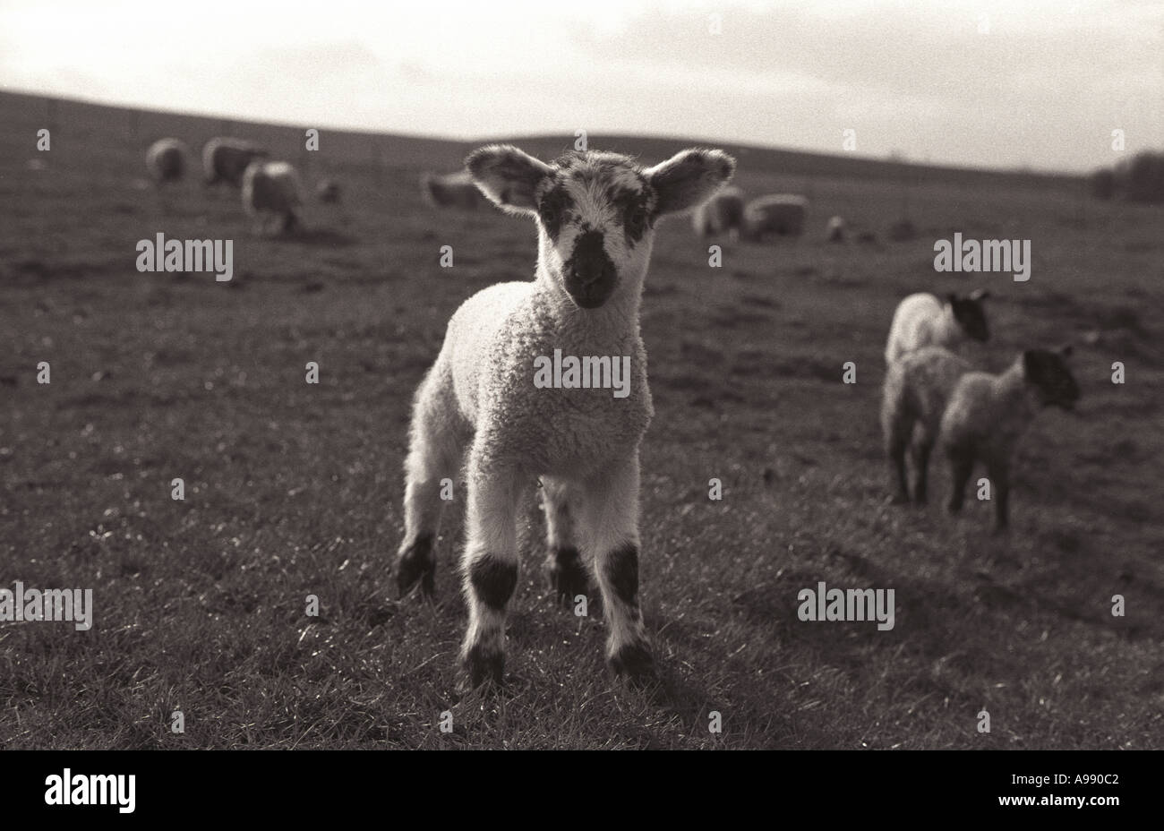 A cheeky looking lamb in field Stock Photo - Alamy