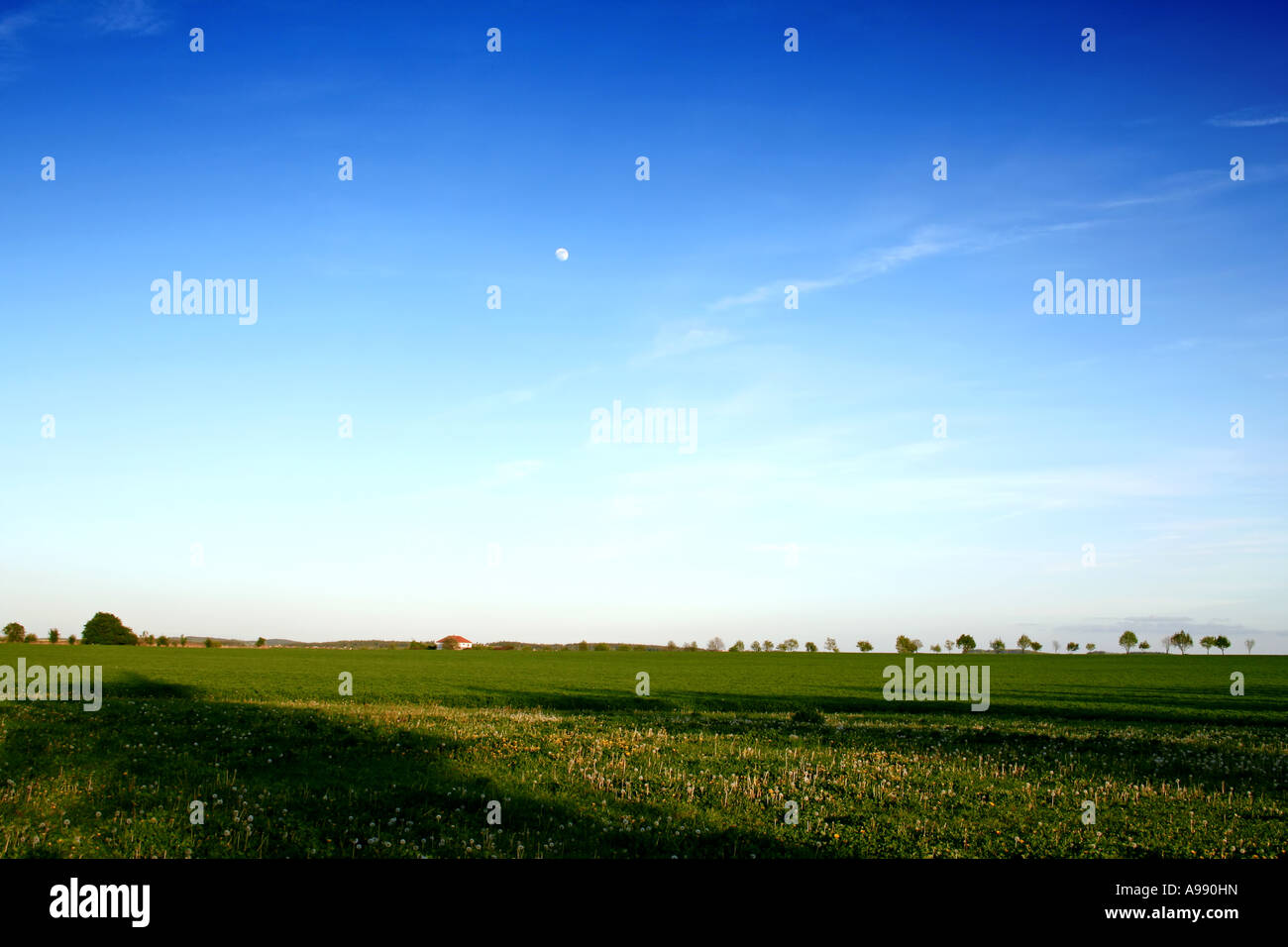 Row of distant trees lines horizon of expansive green meadow under ...
